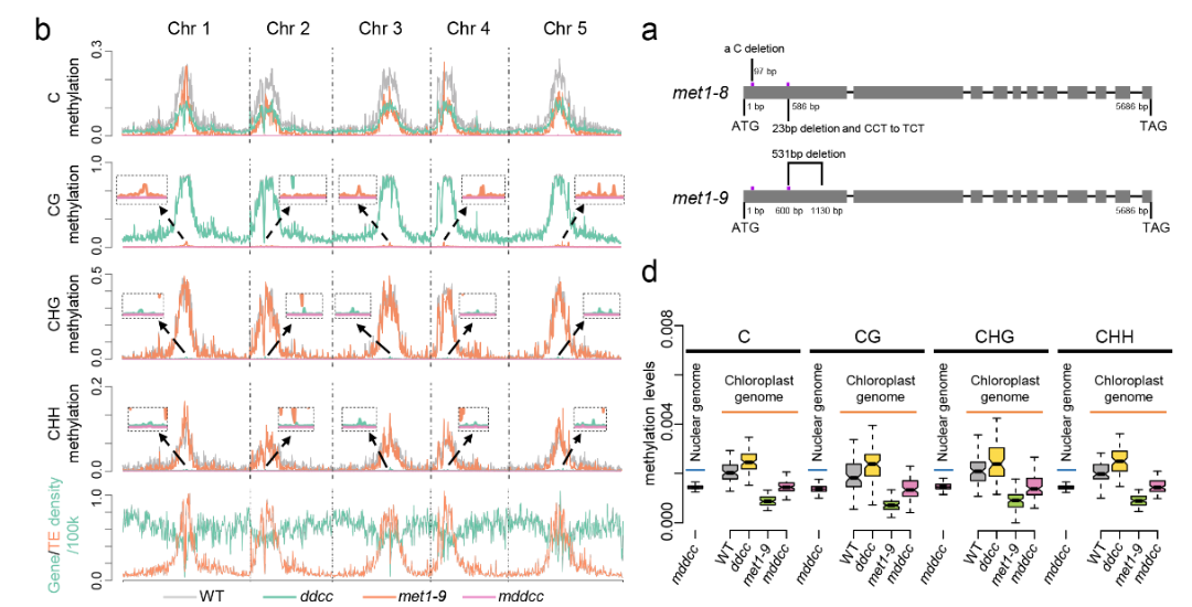 Nat Commun︱首次！朱健康课题组创造无DNA甲基化的植物 - 知乎