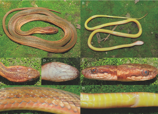 2023年中国蛇类分类变动小结 - 知乎