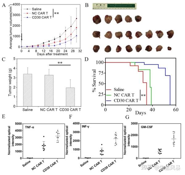 Nature：新的CD30 CAR-T细胞可能是治疗癌症的候选药物 - 知乎