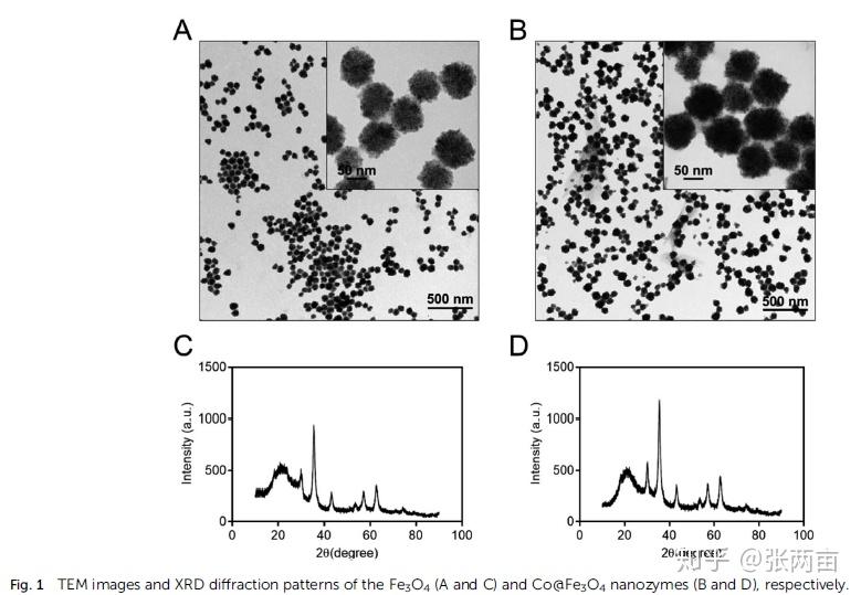 钴掺杂的氧化铁纳米酶作为高活性过氧化物酶，用于肾脏肿瘤的催化治疗 - 知乎