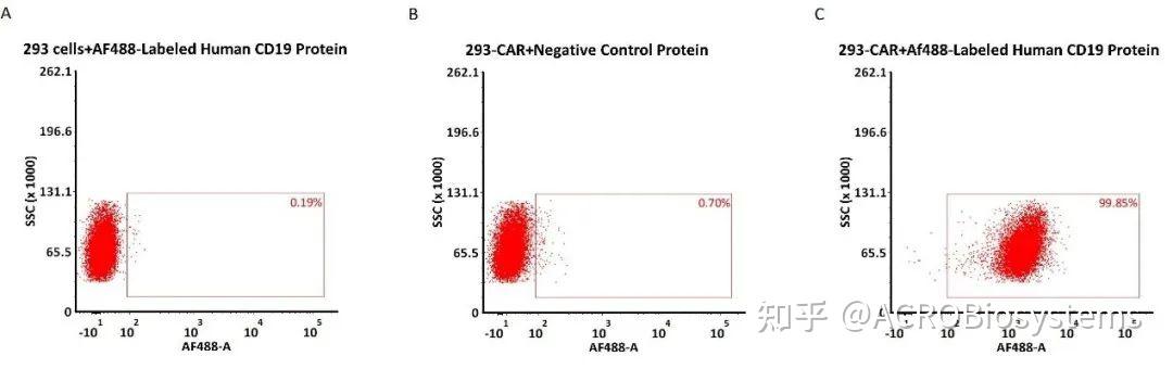 【Star Staining】CD19蛋白—多款荧光类型畅心选! - 知乎