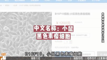 B16F10细胞培养，小鼠黑色素瘤细胞培养攻略-丰晖生物 - 知乎