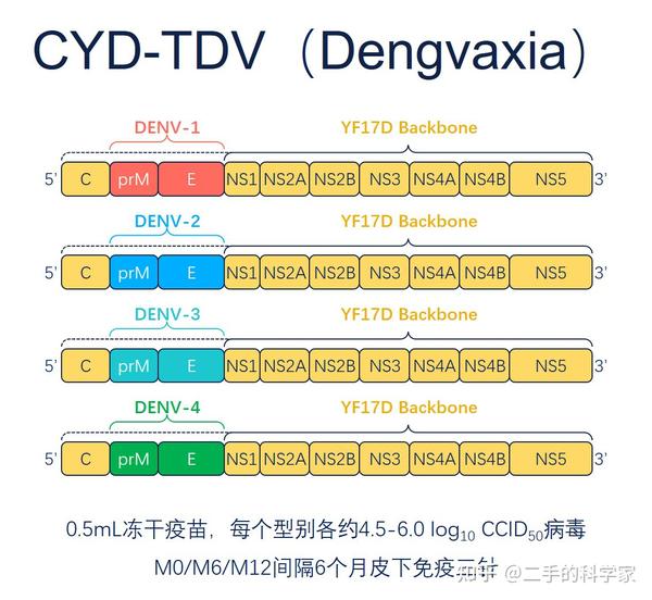 “登革热病毒疫苗”最难开发的疫苗之一 - 知乎