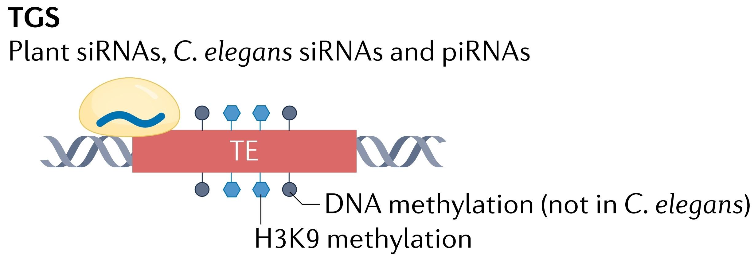 RNA干扰（一）——mi-！si-！pi-！ - 知乎