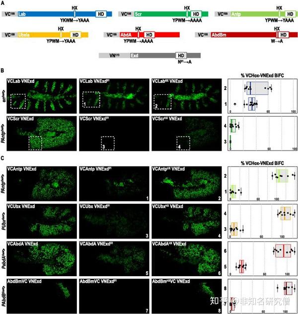 [技能分享]双分子荧光互补技术BiFC - 知乎