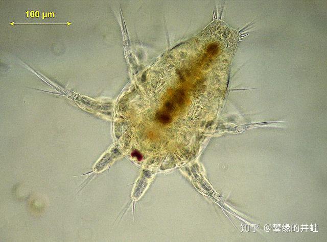 【地球演义】虾啊，真虾，真是虾，是真虾…… - 知乎
