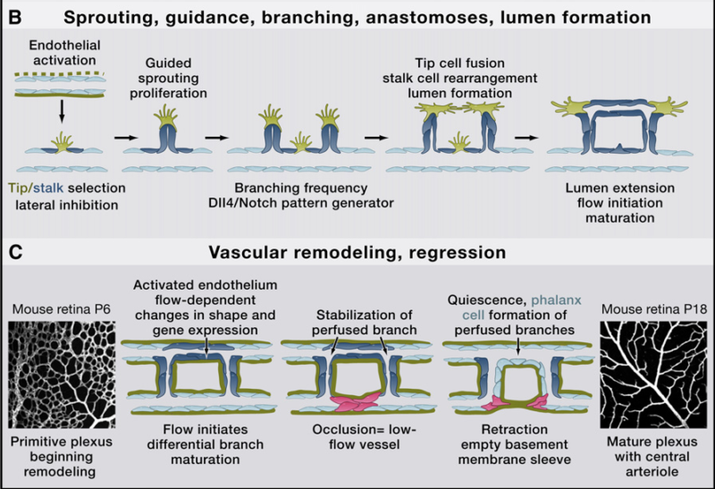 Matrigel-based tube formation assay 检测条件培养基的新生血管能力 - 知乎