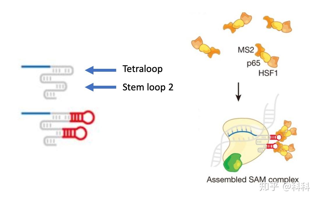 【科普】99%的人不知道的CRISPR奥秘 - 知乎