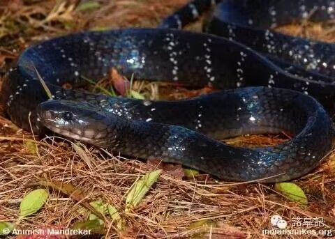 献给钟爱的Bungarus环蛇属（Krait) - 知乎