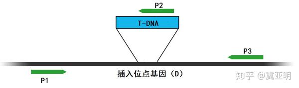 高中生物试题中引物及T-DNA的应用 - 知乎