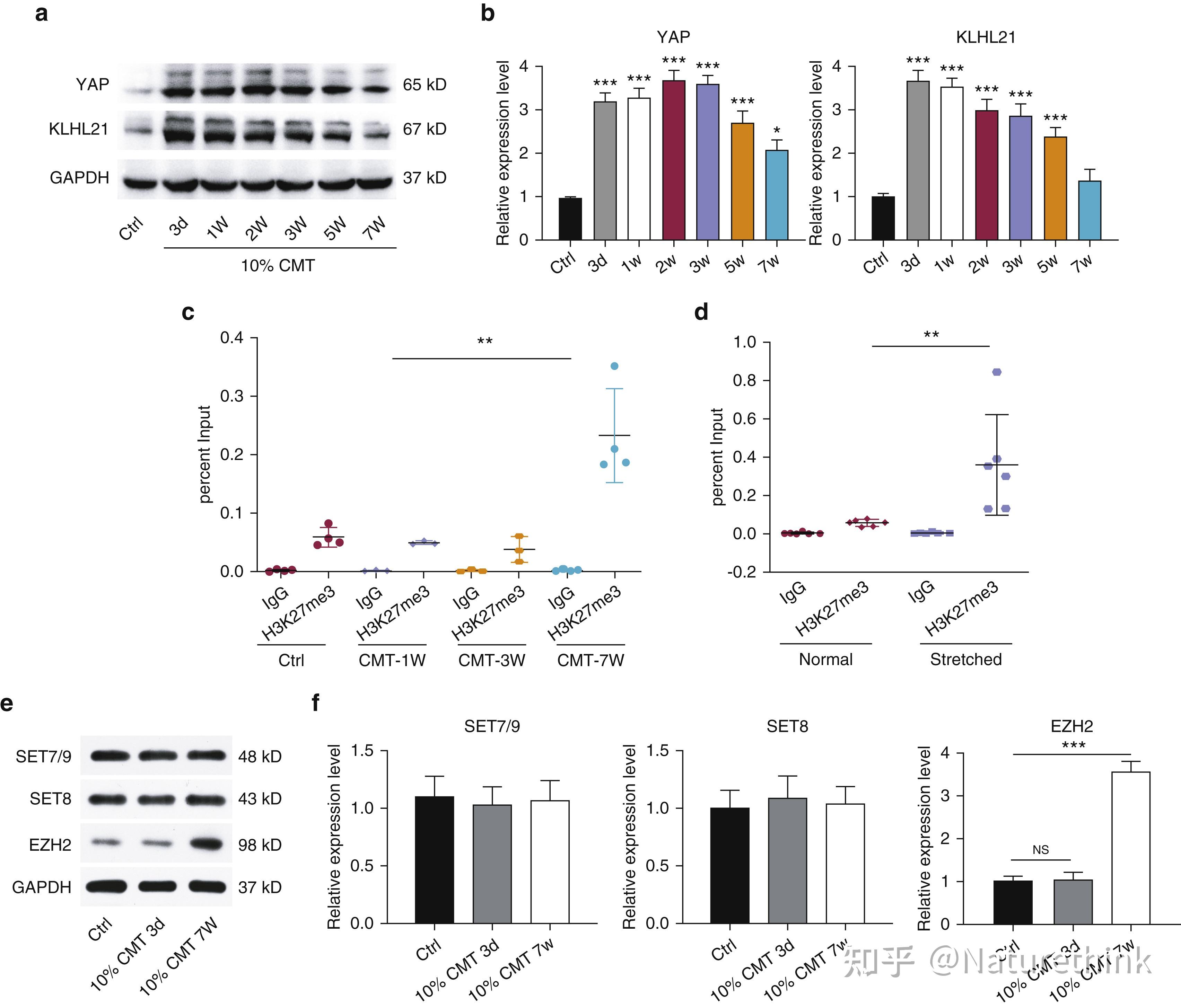 EZH2调节皮肤再生与机械拉伸持续时间之间的相关性 - 知乎