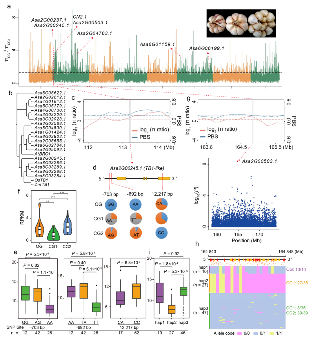 Genome Biology | 中麻所/扬州大学刘头明团队揭示大蒜种群进化历史 - 知乎