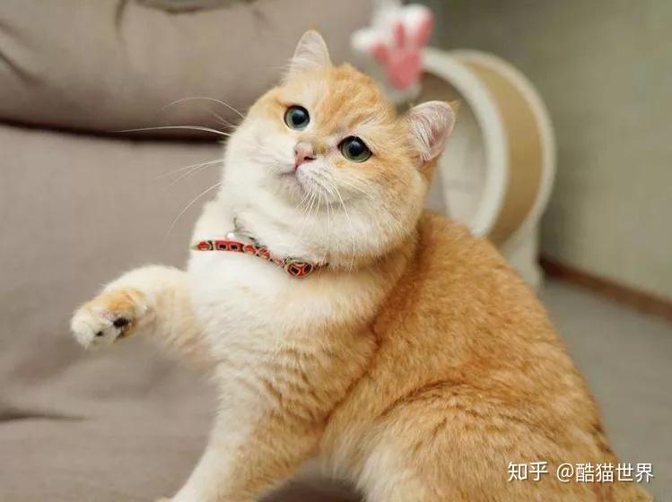 金渐层的色号ny12、ny11、ny25如何区分 - 知乎