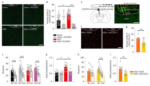 Nat Neurosci | 浙大周煜东/沈逸团队揭示高脂饮食“吃到停不下来”的神经炎症机制 - 知乎