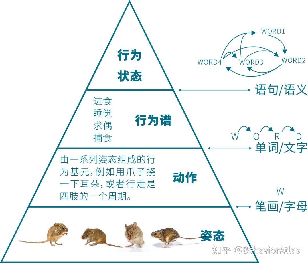 3d Ai 三维精细行为分析系统 知乎