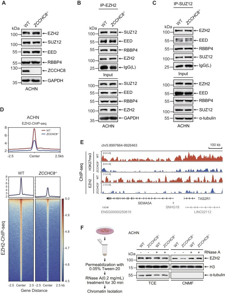 云序用户Nucleic Acids Research（IF 16.6）| SLAM-seq，ChIP-seq，RNA-seq联合揭秘两大复合物 ...