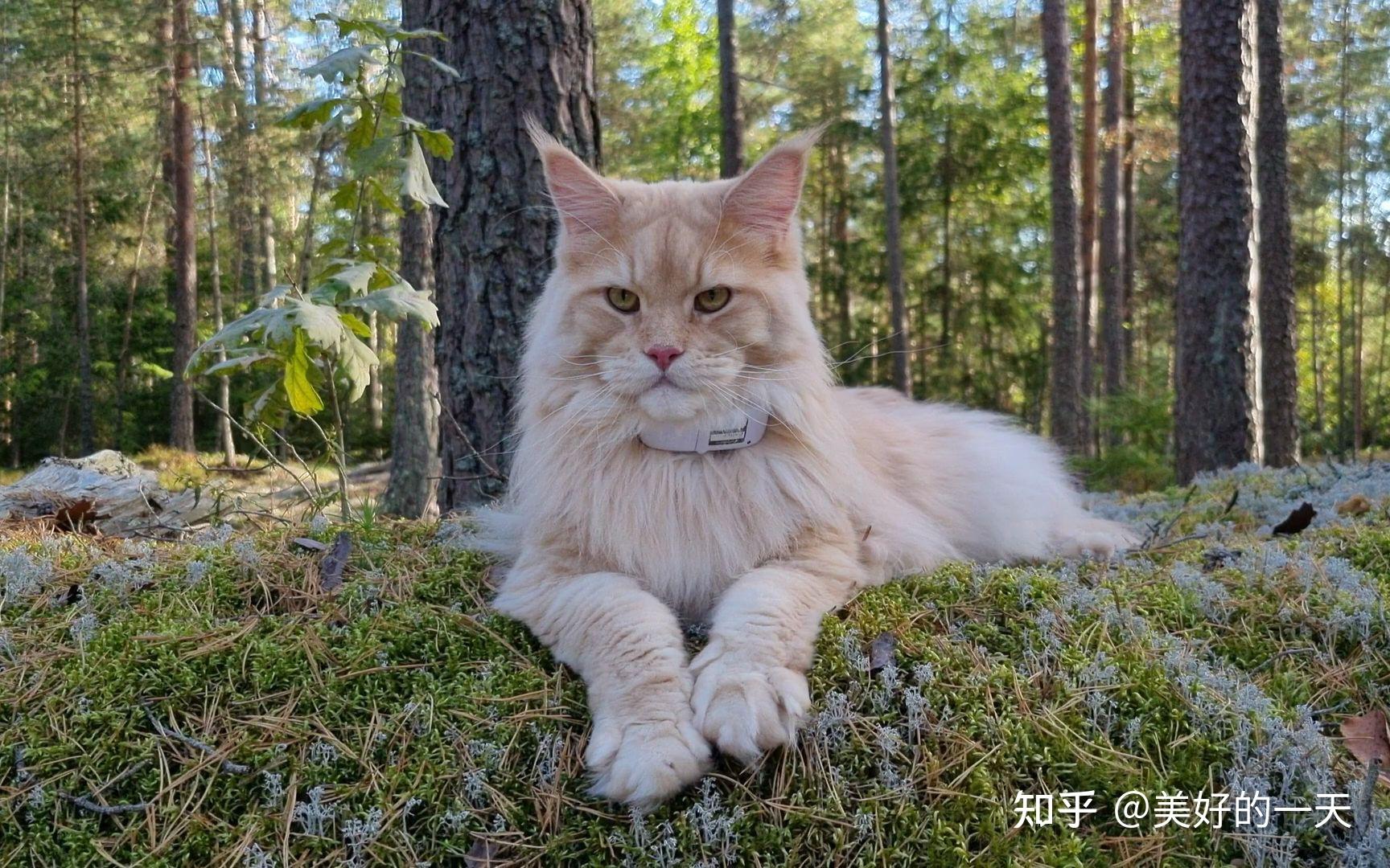 原来缅因猫的“优点”这么多，难怪越来越多人养了！