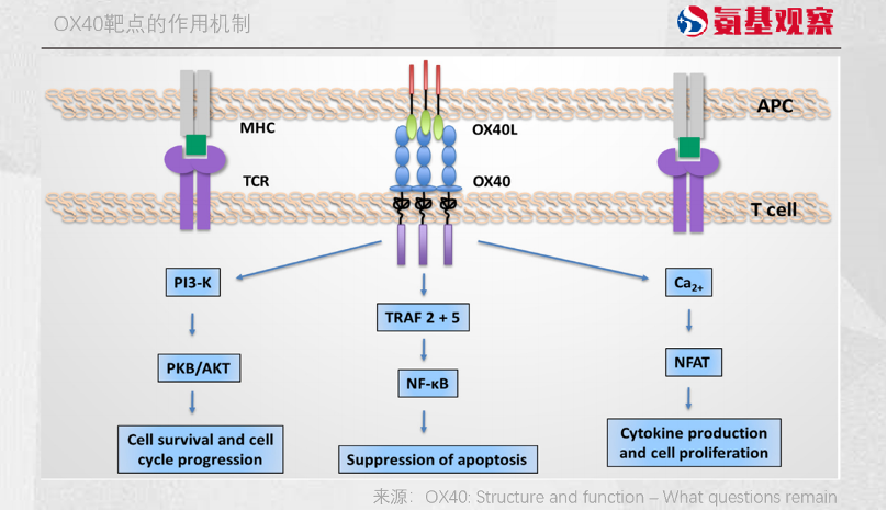 在肿瘤领域是悲壮、在自免领域是希望，OX40靶点进击启示录 - 知乎