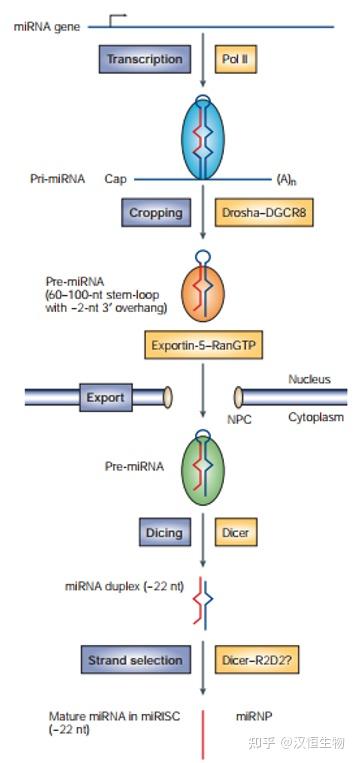 ncRNA干货|参与几乎所有生理病理过程的miRNA - 知乎