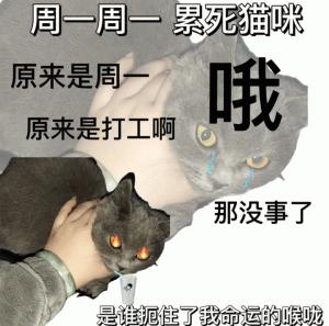 【星期猫猫表情包】上班族、打工人专属 - 知乎