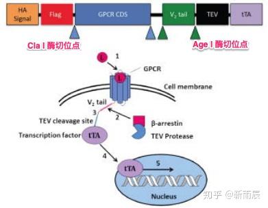 TANGO assay （受体激活测定） - 知乎