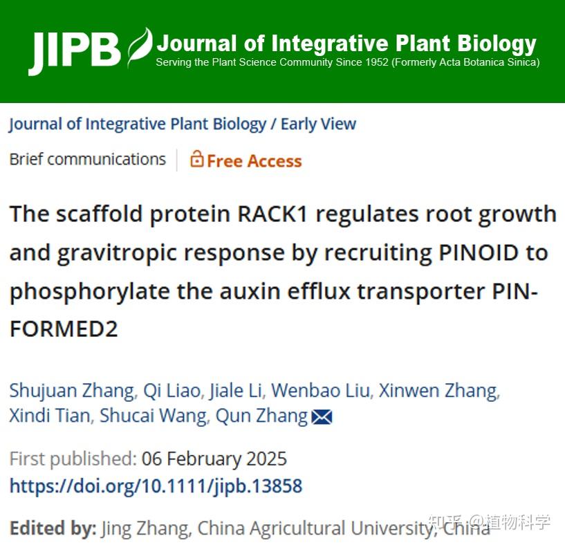 南京农业大学张群教授团队揭示支架蛋白RACK1通过招募促进PID对PIN2的磷酸化调节拟南芥根的生长和向重力性反应 - 知乎