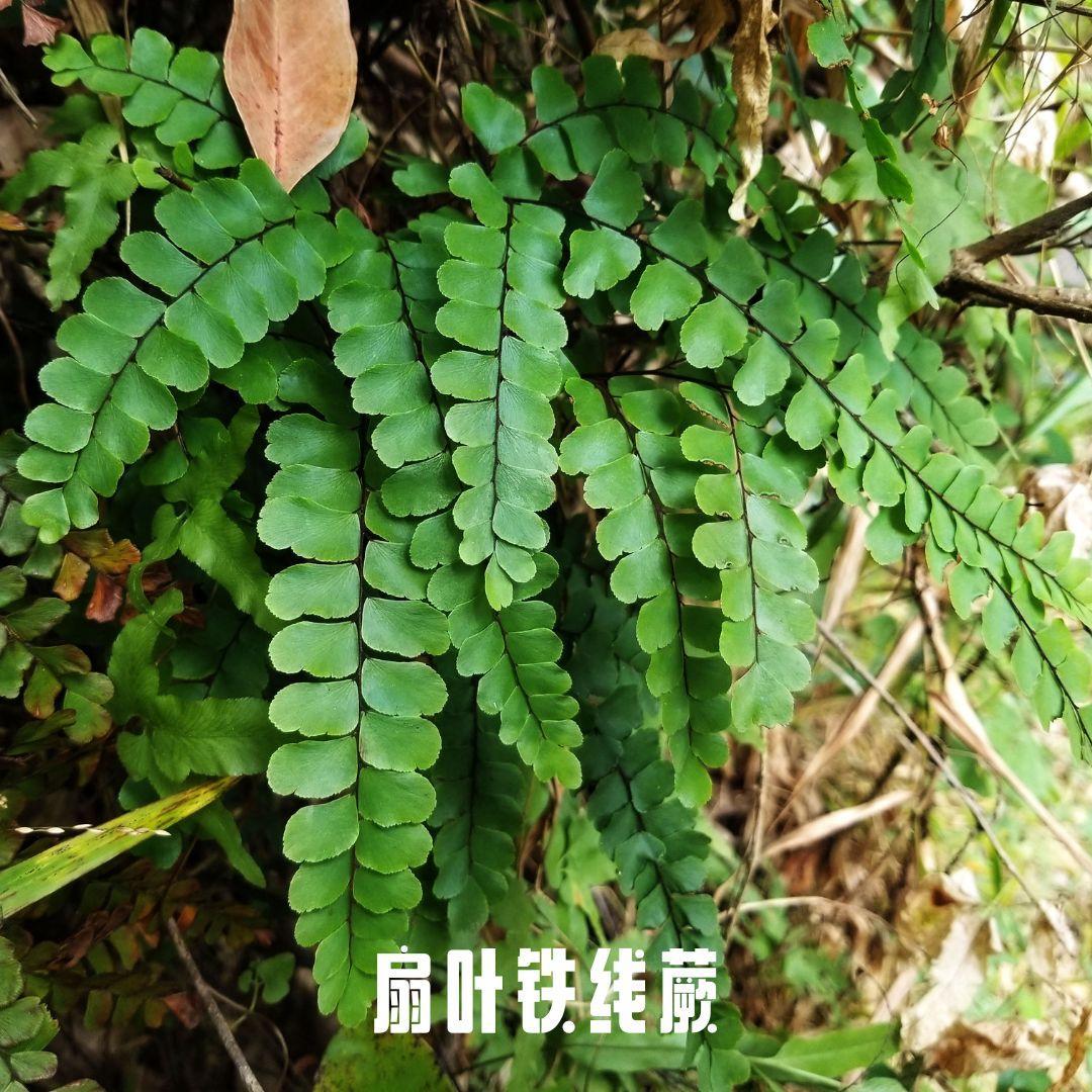 我在雷州半岛发现了28种蕨类植物 知乎