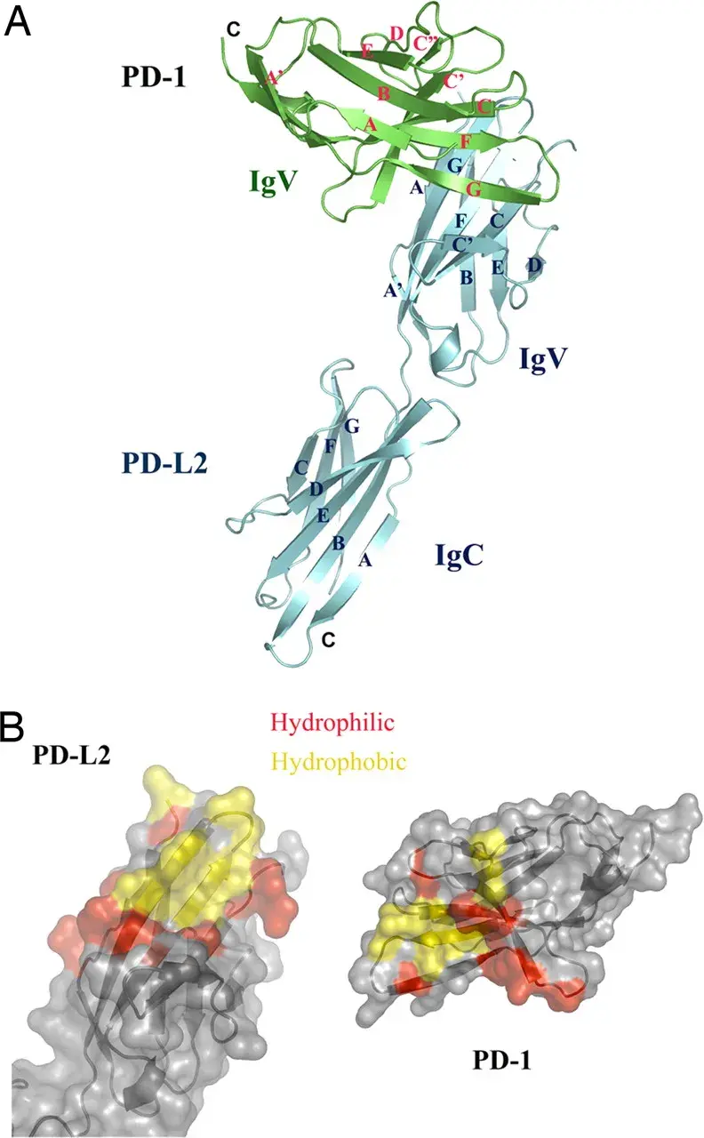 只知其一，不知其二，PD-L2究竟为何物？ - 知乎