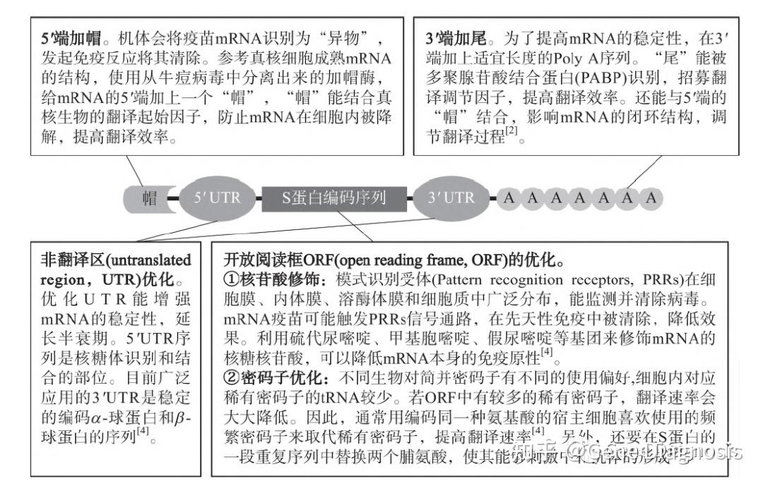 mRNA疫苗全面解读-2（mRNA设计与制备） - 知乎