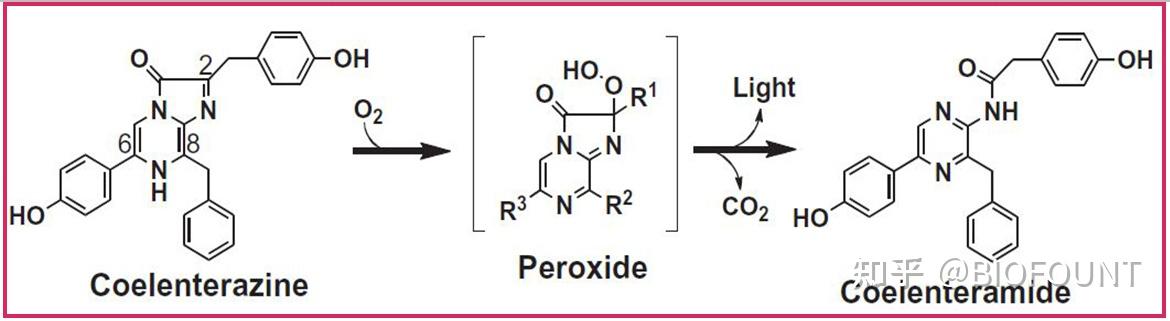 腔肠素(Coelenterazine) - 知乎