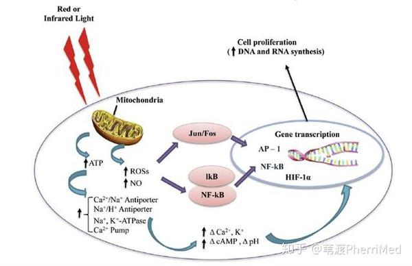 低能量激光生发治疗LLLT（Low-Level Laser Therapy） - 知乎