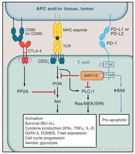 《2023CSCO免疫检查点抑制剂相关的毒性管理指南》解读 - 知乎