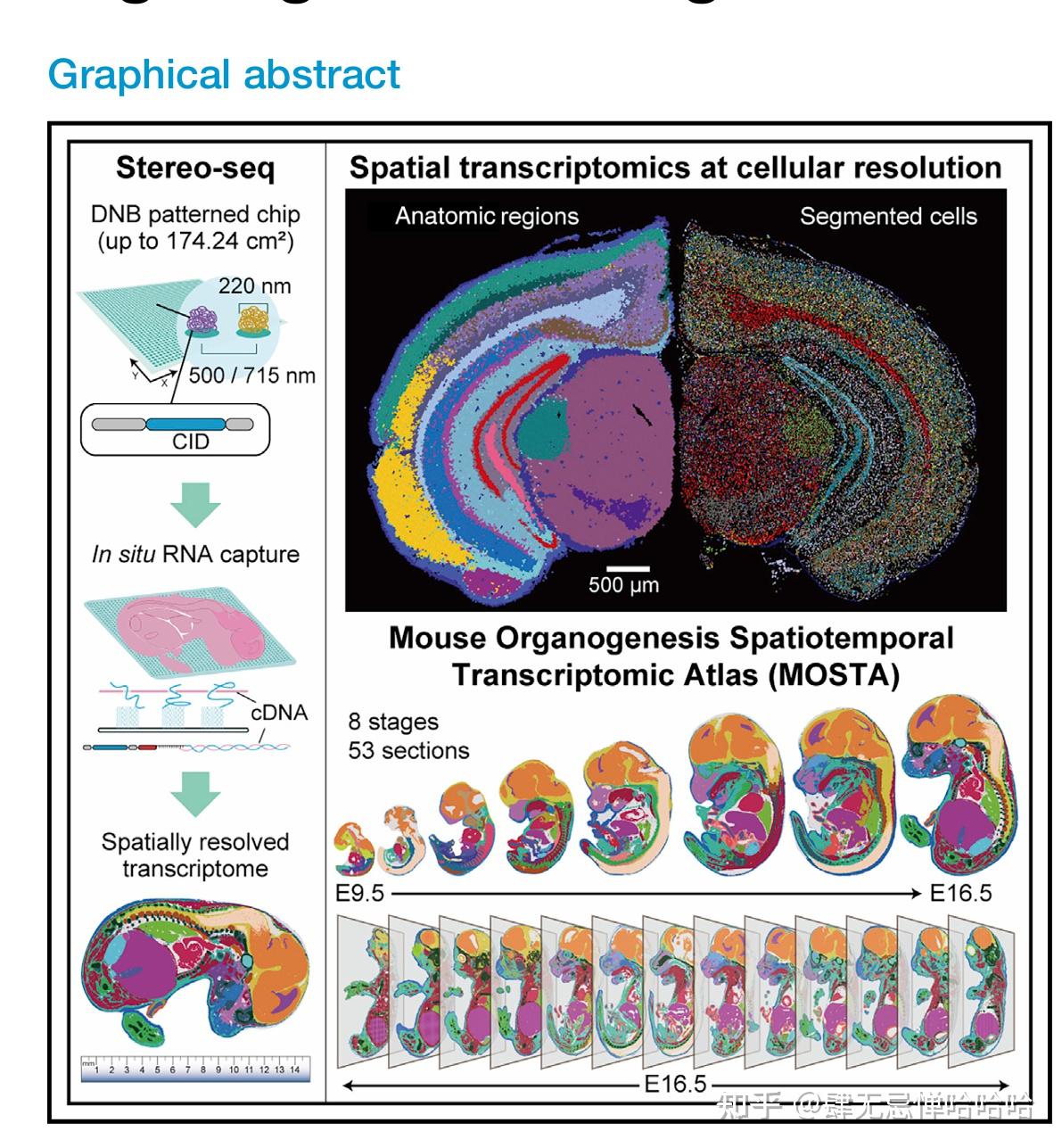 时空转录组：Spatially resolved transcriptomic - 知乎