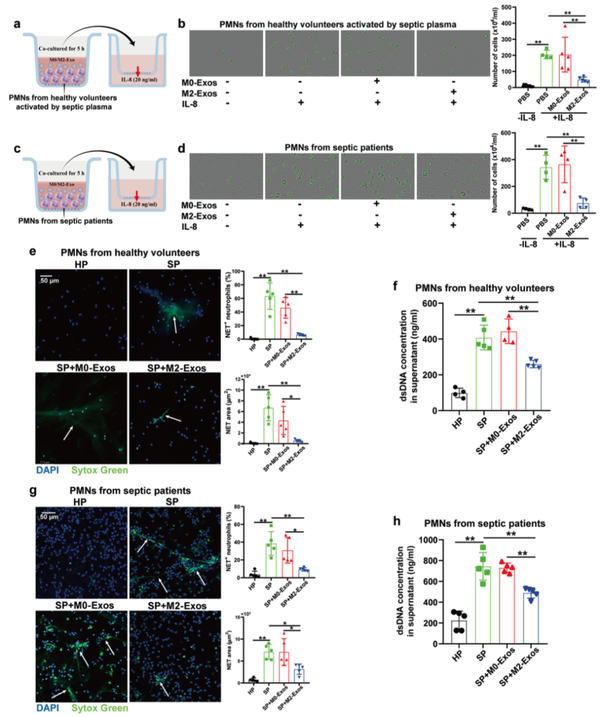 生物医学杂志丨IF：11丨M2巨噬细胞外泌体 通过抑制中性粒细胞NETs从而减轻脓毒症损伤 - 知乎