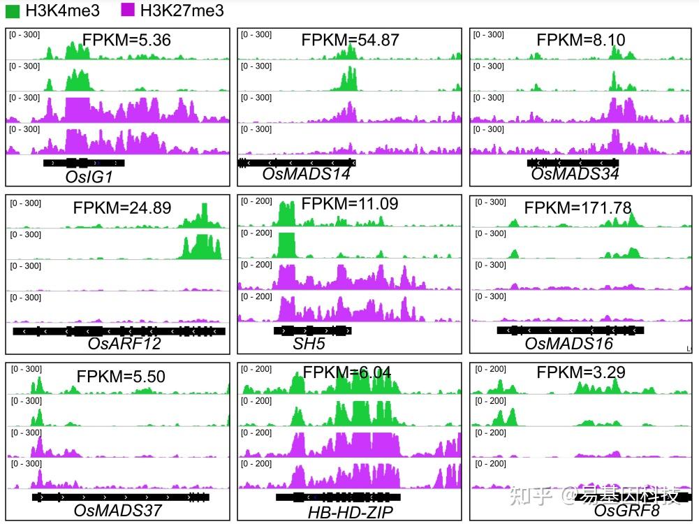 易基因｜PBJ文章：微量ChIP-seq揭示水稻减数分裂细胞的组蛋白修饰基因转录调控 - 知乎