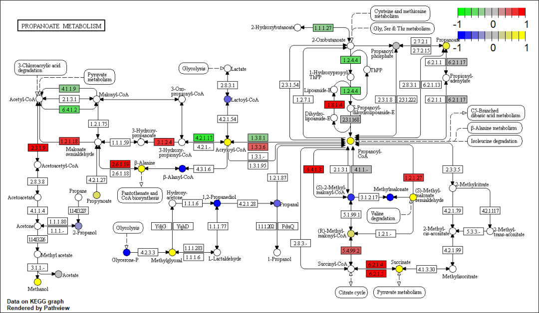 Pathview包：整合表达谱数据可视化KEGG通路 - 知乎