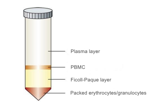 Ficoll密度梯度离心法提取PBMC原理及注意事项 - 知乎