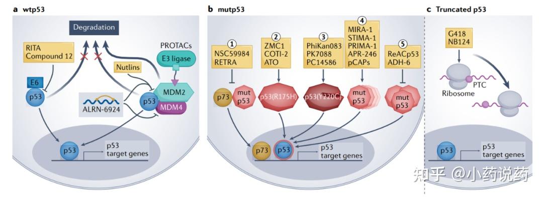 靶向p53癌症治疗药物的研究进展 - 知乎
