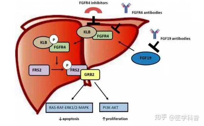 重磅！肝癌新药BLU-554，FGF19过表达患者控制率68% - 知乎