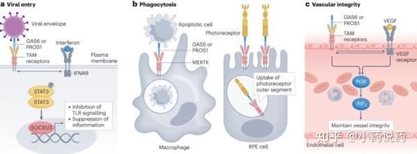 TAM受体家族的靶向治疗 - 知乎