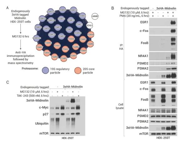 Science 重大突破!| 非泛素化 Midnolin-蛋白酶体降解 "新" 机制 - 知乎