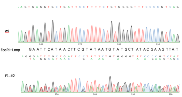 案例分享：Hspa5基因组织特异性敲除小鼠(Loxp)构建技术报告 - 知乎