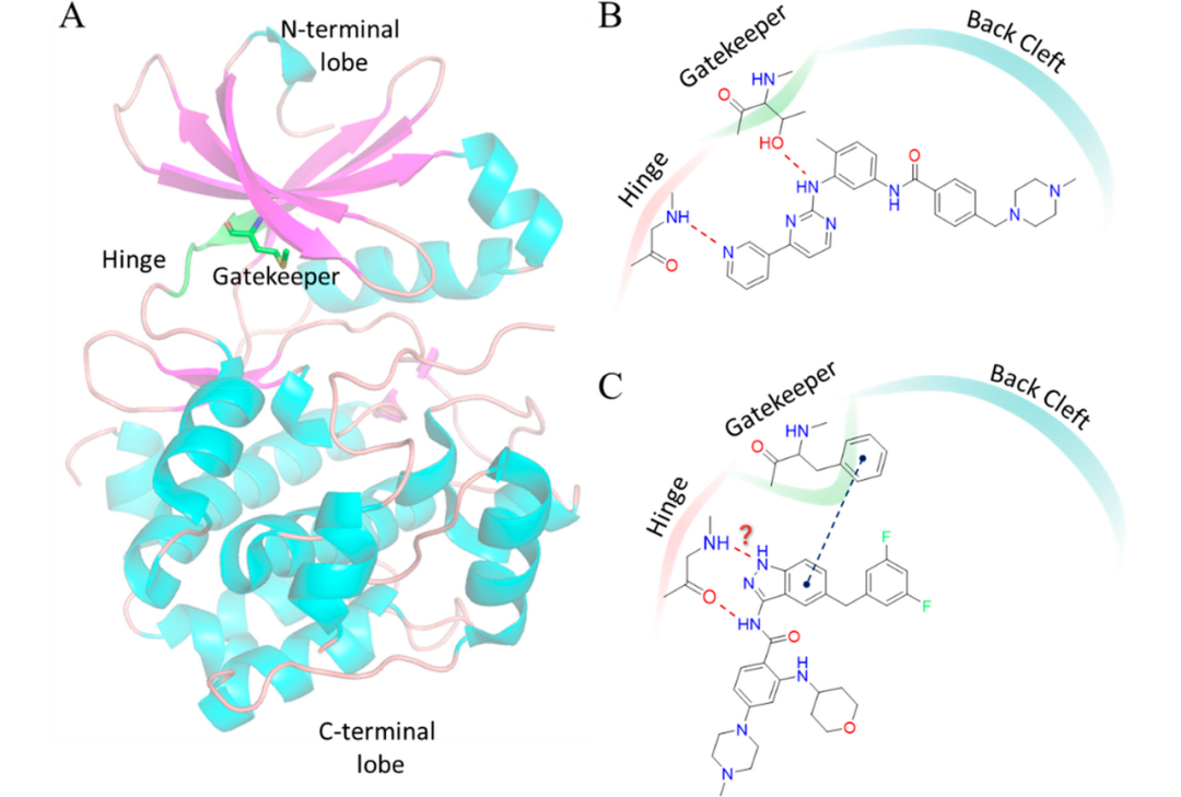综述分享 | 关于激酶gatekeeper突变的种种 - 知乎