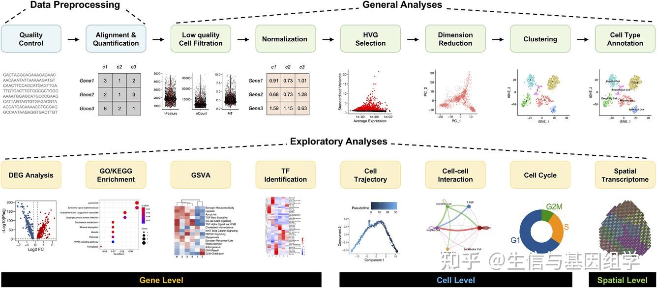 单细胞rna测序(scrna Seq)工作流程解析 知乎