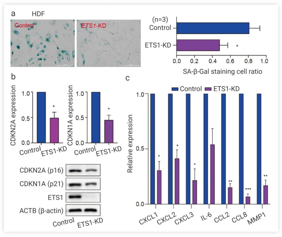 高分文献：解析长寿与抗衰老背后的机制 - MedChemExpress - 知乎