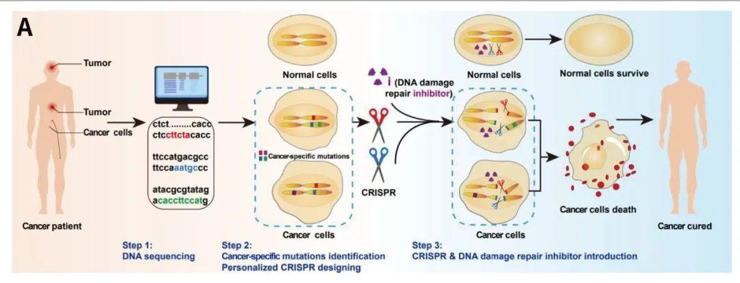 慢病毒系列|让你“随心所欲”调控基因（CRISPR技术应用篇） - 知乎