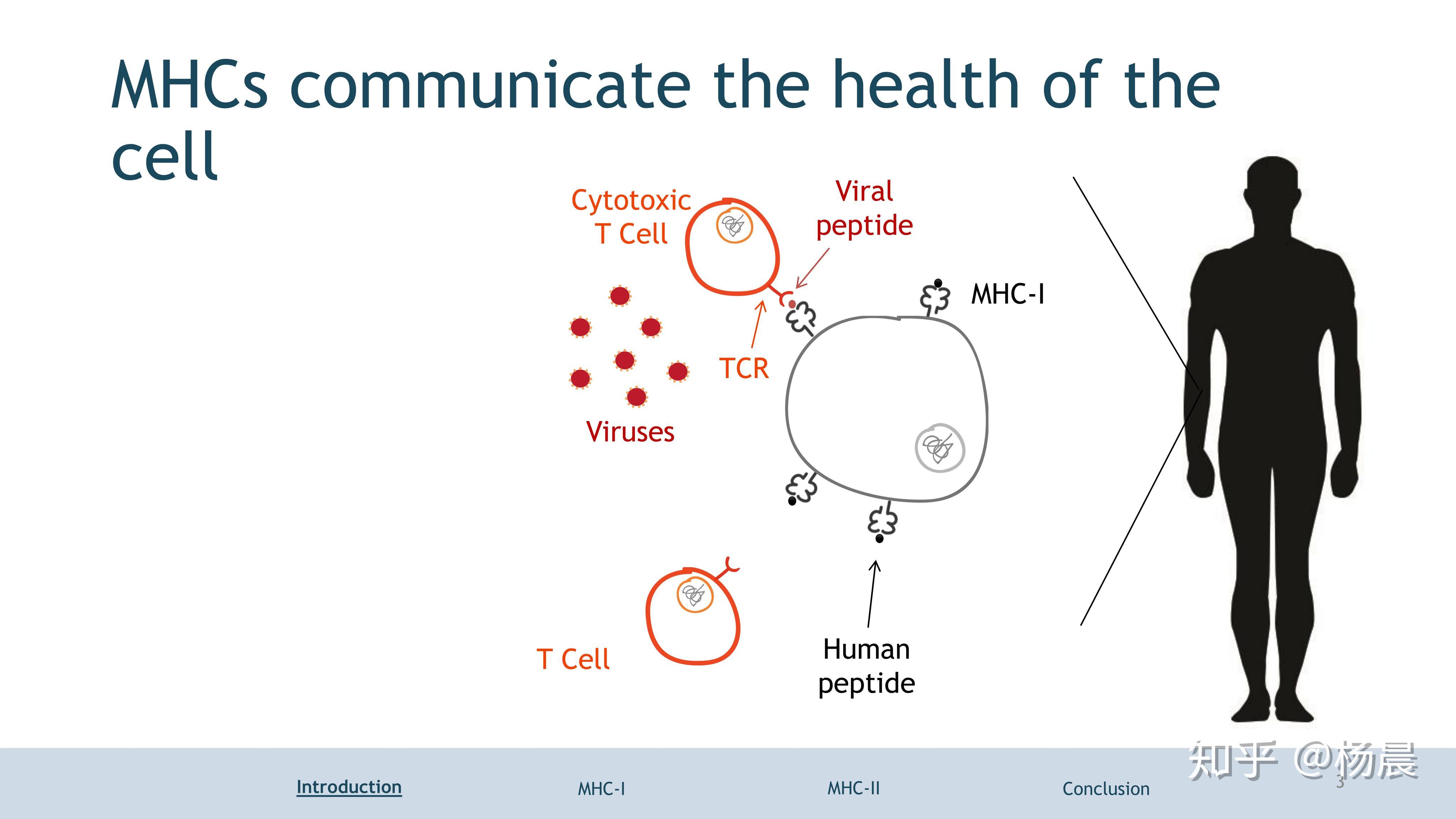 MHC在肿瘤发展过程中的作用 - 知乎