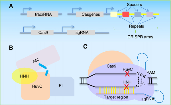 sgRNA文库想做个自我介绍 - 知乎