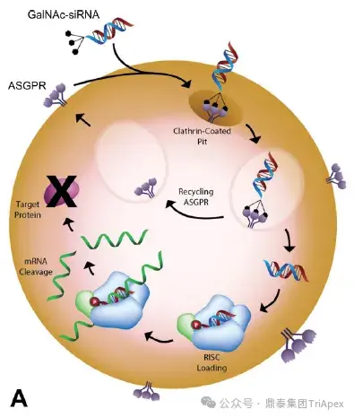 GalNAc-siRNA 肝、肾药物浓度检测的必要性和实施方案 | 鼎泰解读 - 知乎