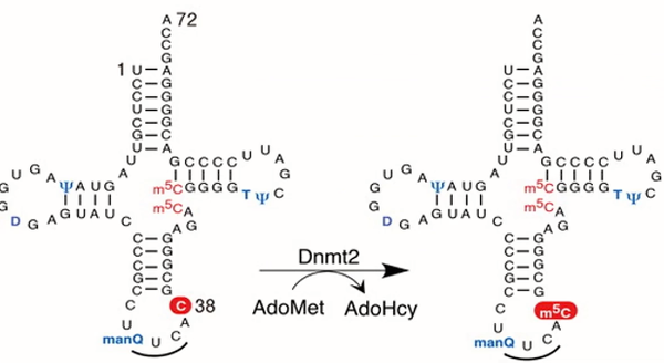 入门|表观遗传学 - 知乎